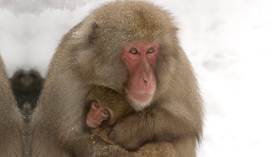 Watch Nature: Snow Monkeys | Netflix